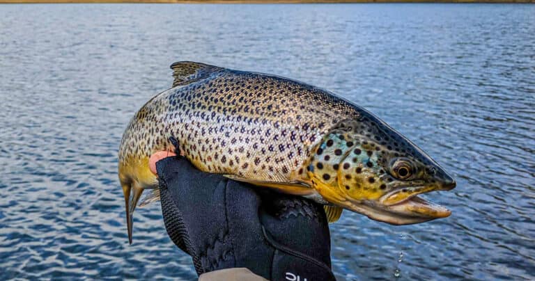 Introducing the Fish Partner Members Club - Fish Partner