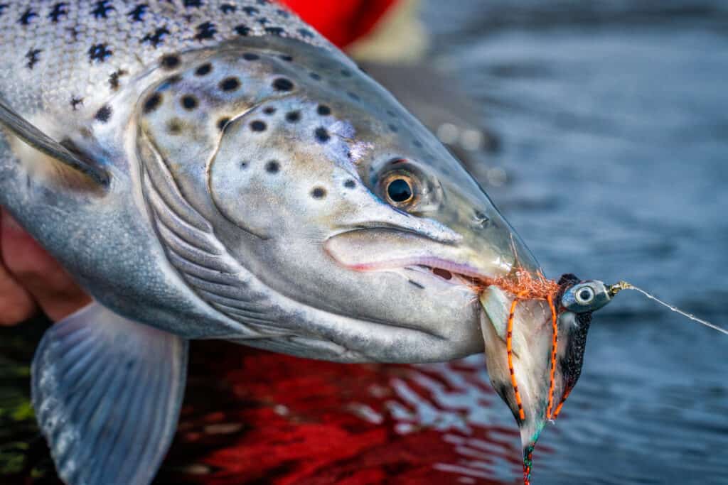 Battle Hill Lodge - Sea Run Brown Trout - Fish Partner