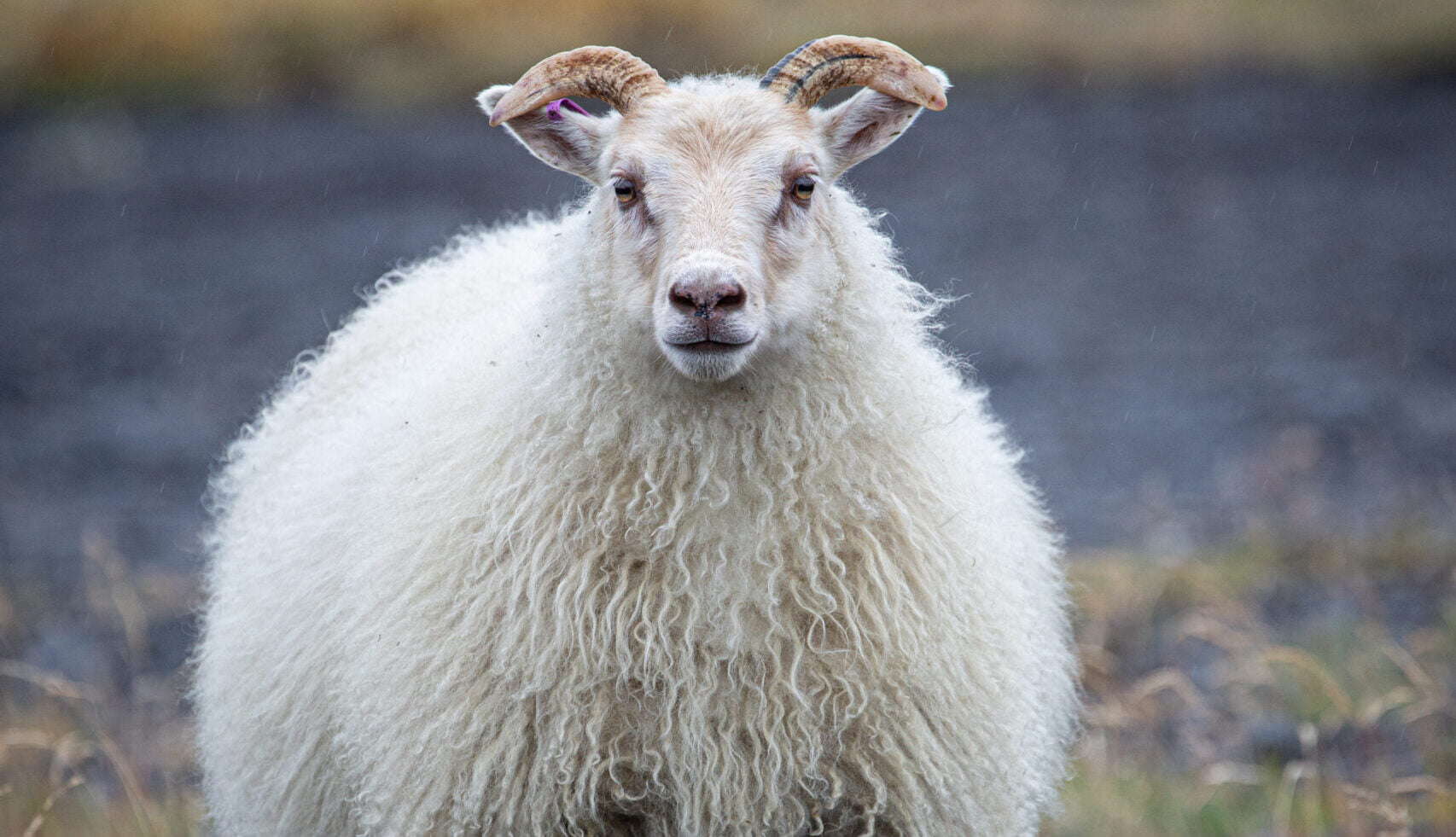 Icelandic wool socks - Fish Partner